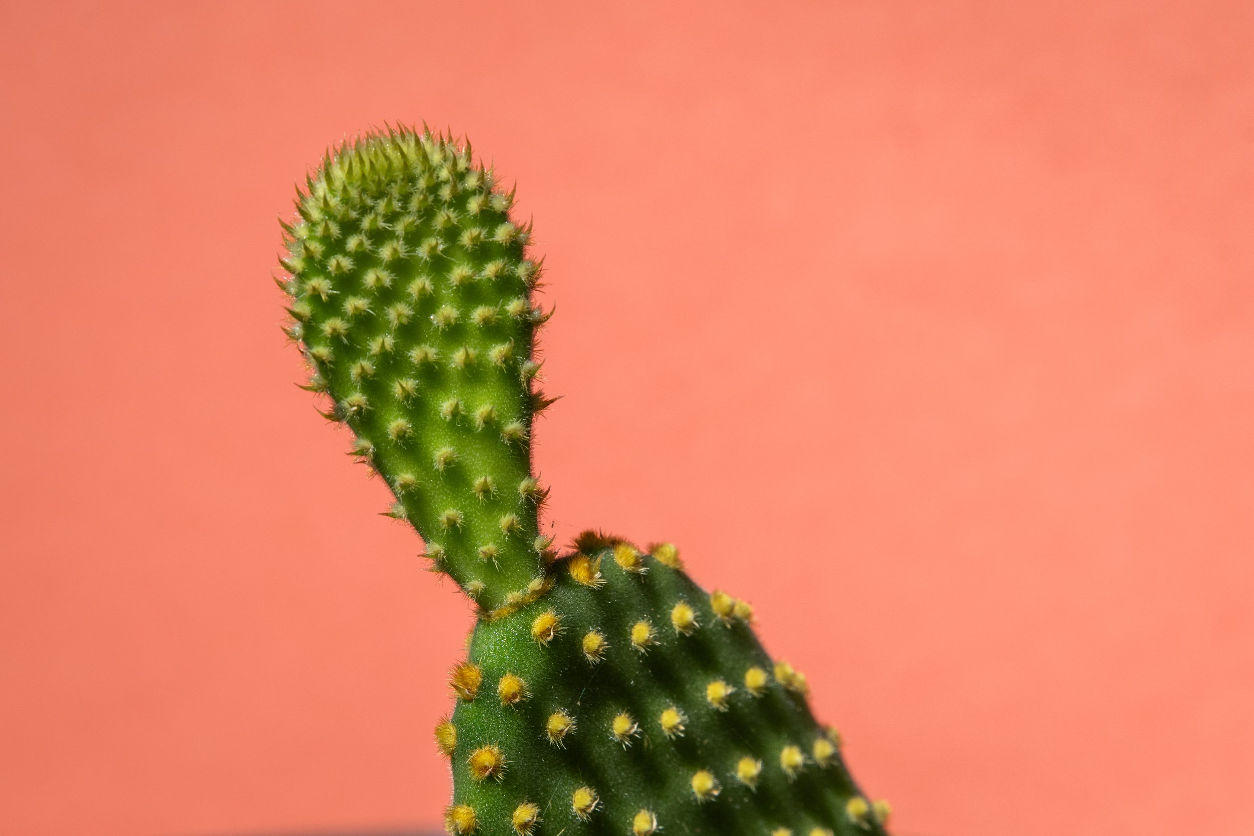 Meg Bodi Skincare in Austin Texas | Enhance Your Skin Today