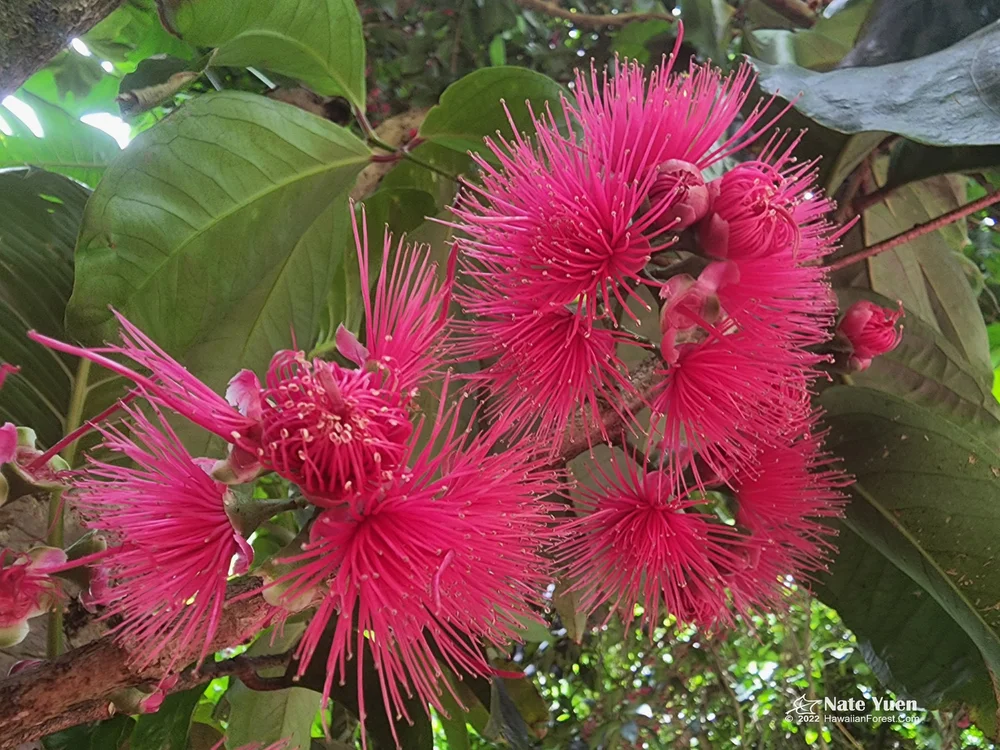 Nate’s Adventures: ‘Ōhi‘a ai in Bloom — Sierra Club of Hawaiʻi