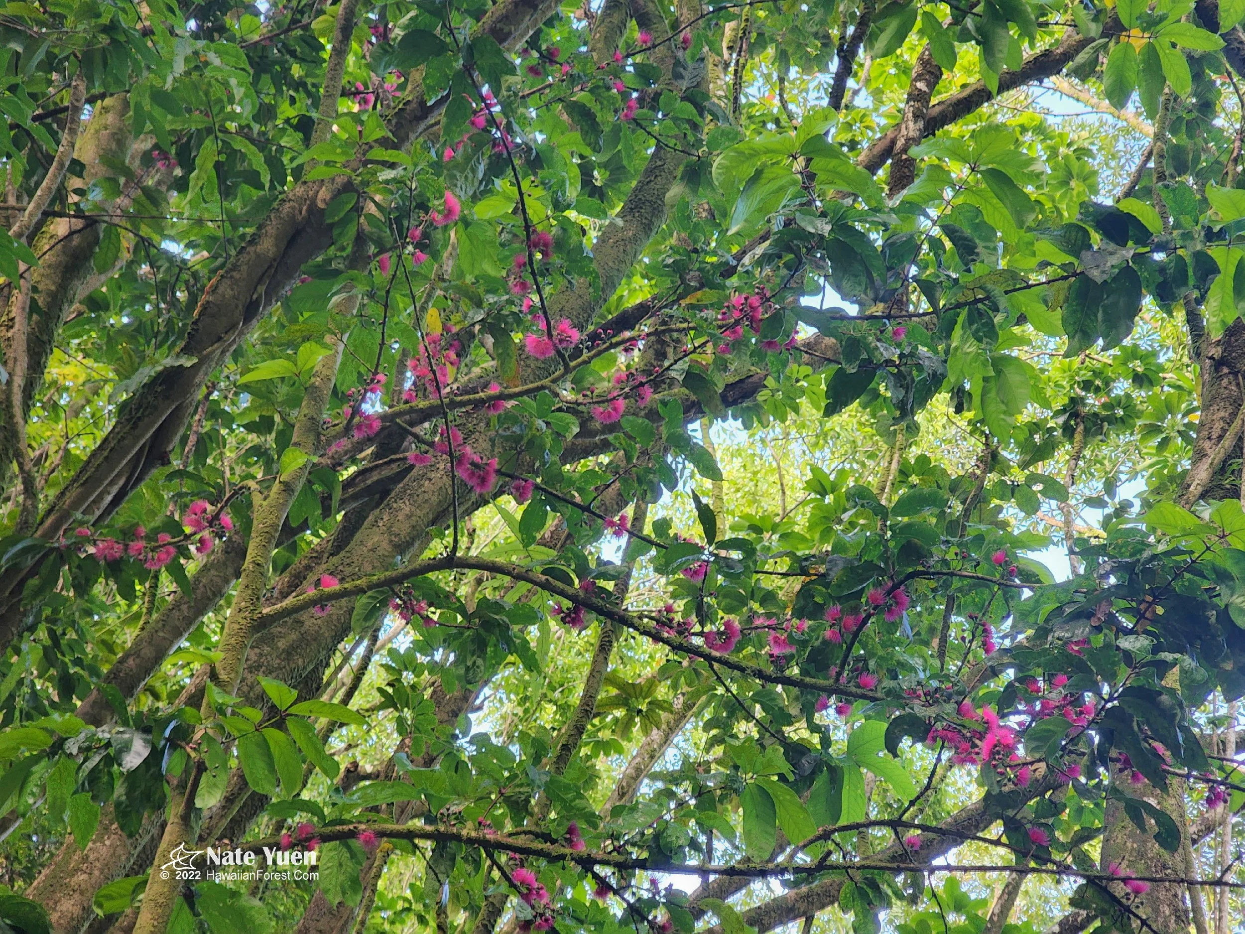 Nate’s Adventures: ‘Ōhi‘a ai in Bloom — Sierra Club of Hawaiʻi