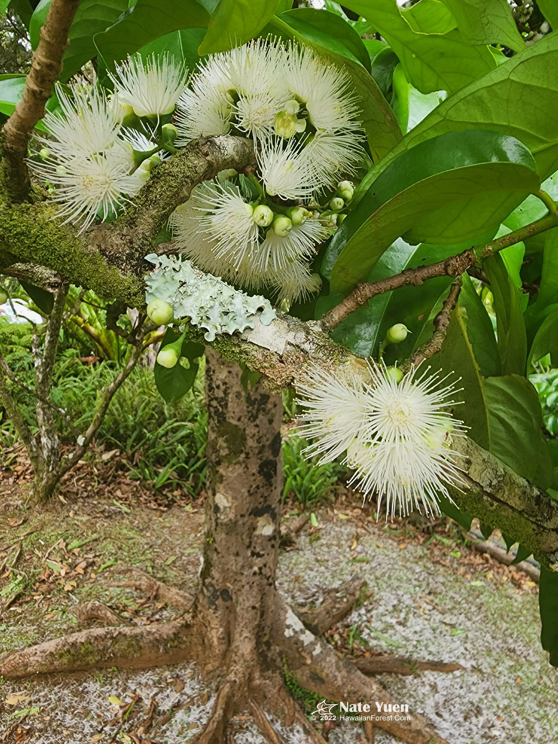 Nate’s Adventures: ‘Ōhi‘a ai in Bloom — Sierra Club of Hawaiʻi