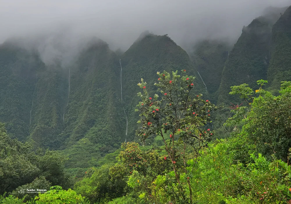 Nate's Adventures: Lehua at Lanihuli — Sierra Club of Hawaiʻi