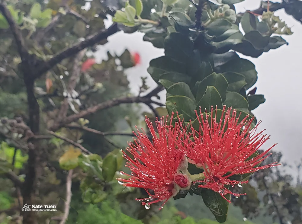 Nate's Adventures: Lehua at Lanihuli — Sierra Club of Hawaiʻi