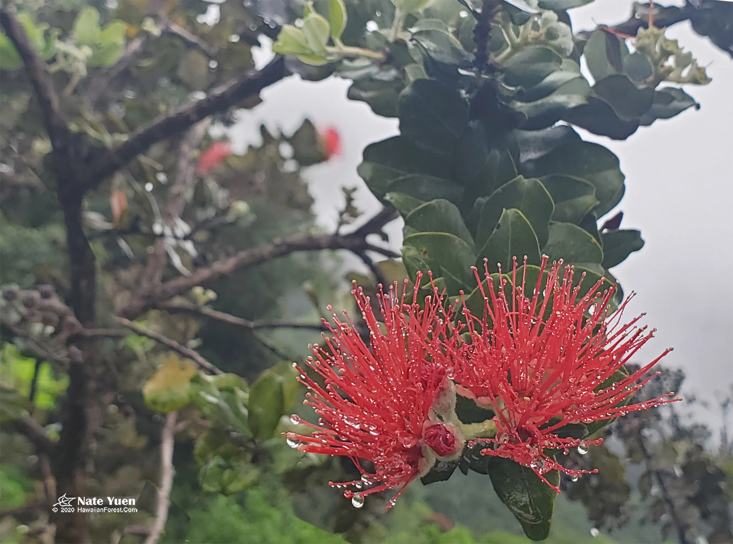 Nate's Adventures: Lehua at Lanihuli — Sierra Club of Hawaiʻi