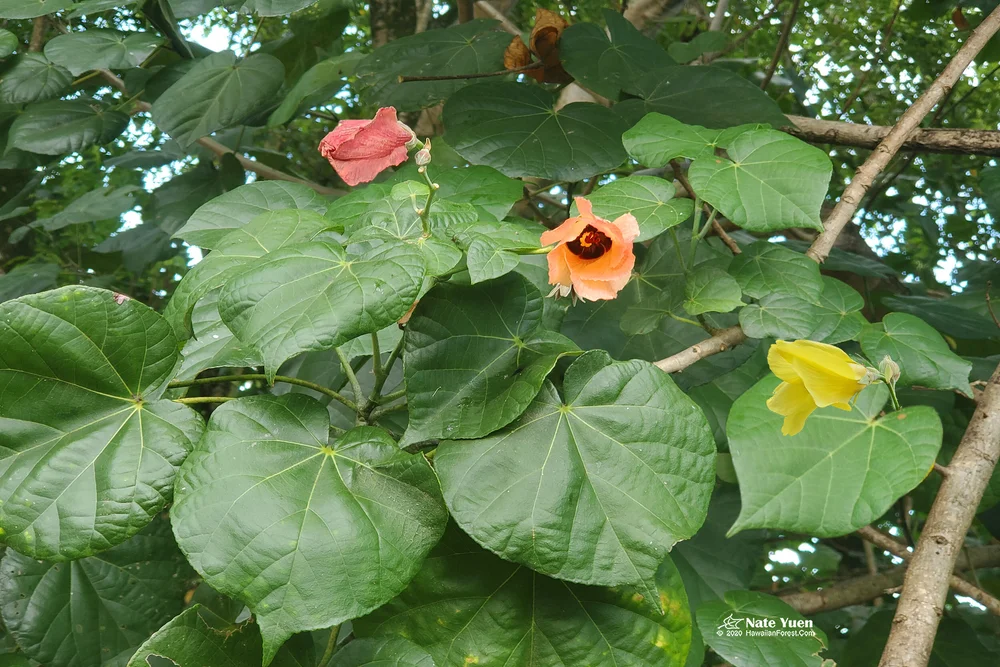 Nate’s Adventures: Color Spectrum of Hau Flowers — Sierra Club of Hawaiʻi