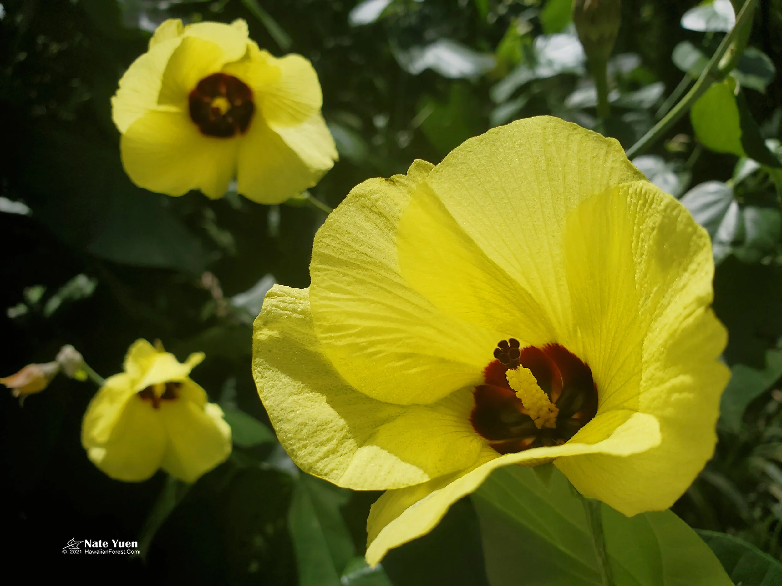 Nate’s Adventures: Color Spectrum of Hau Flowers — Sierra Club of Hawaiʻi