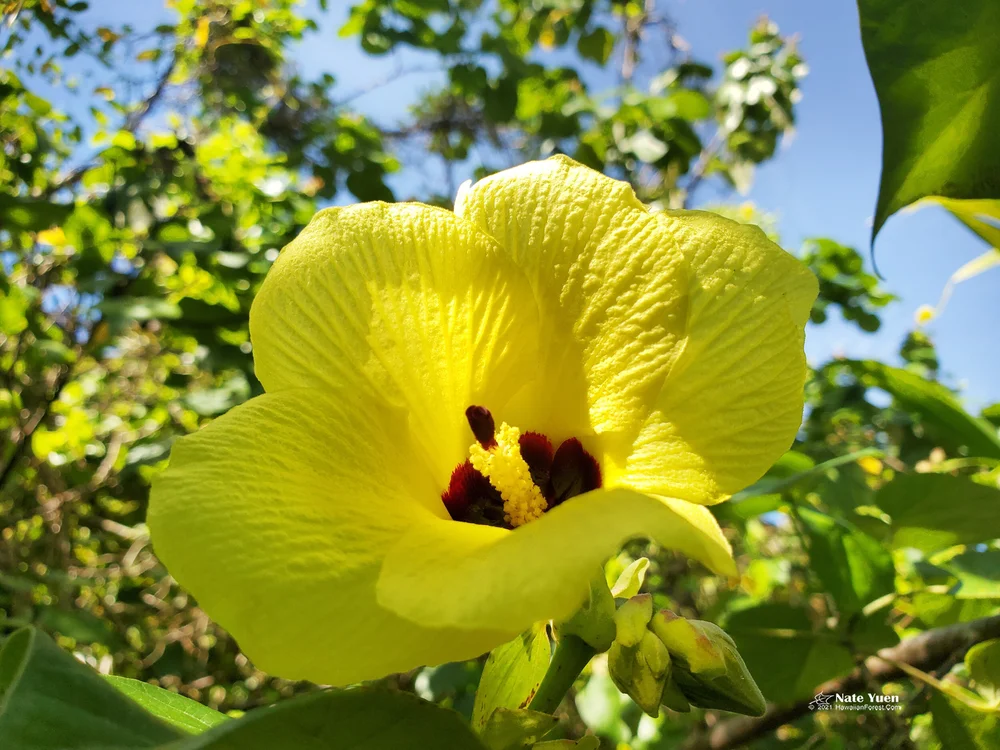 Nate’s Adventures: Color Spectrum of Hau Flowers — Sierra Club of Hawaiʻi