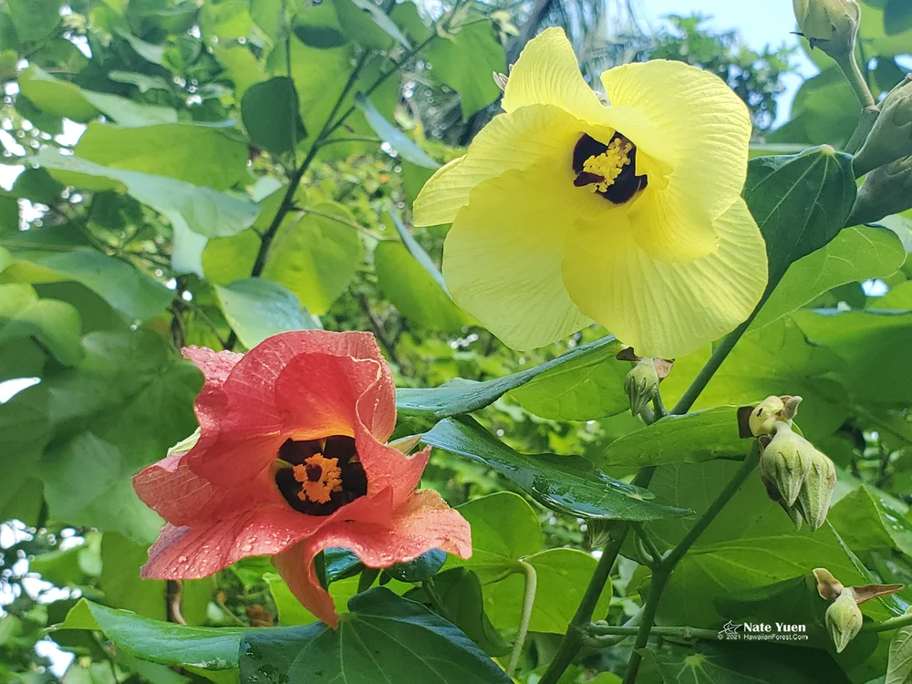 Nate’s Adventures: Color Spectrum of Hau Flowers — Sierra Club of Hawaiʻi