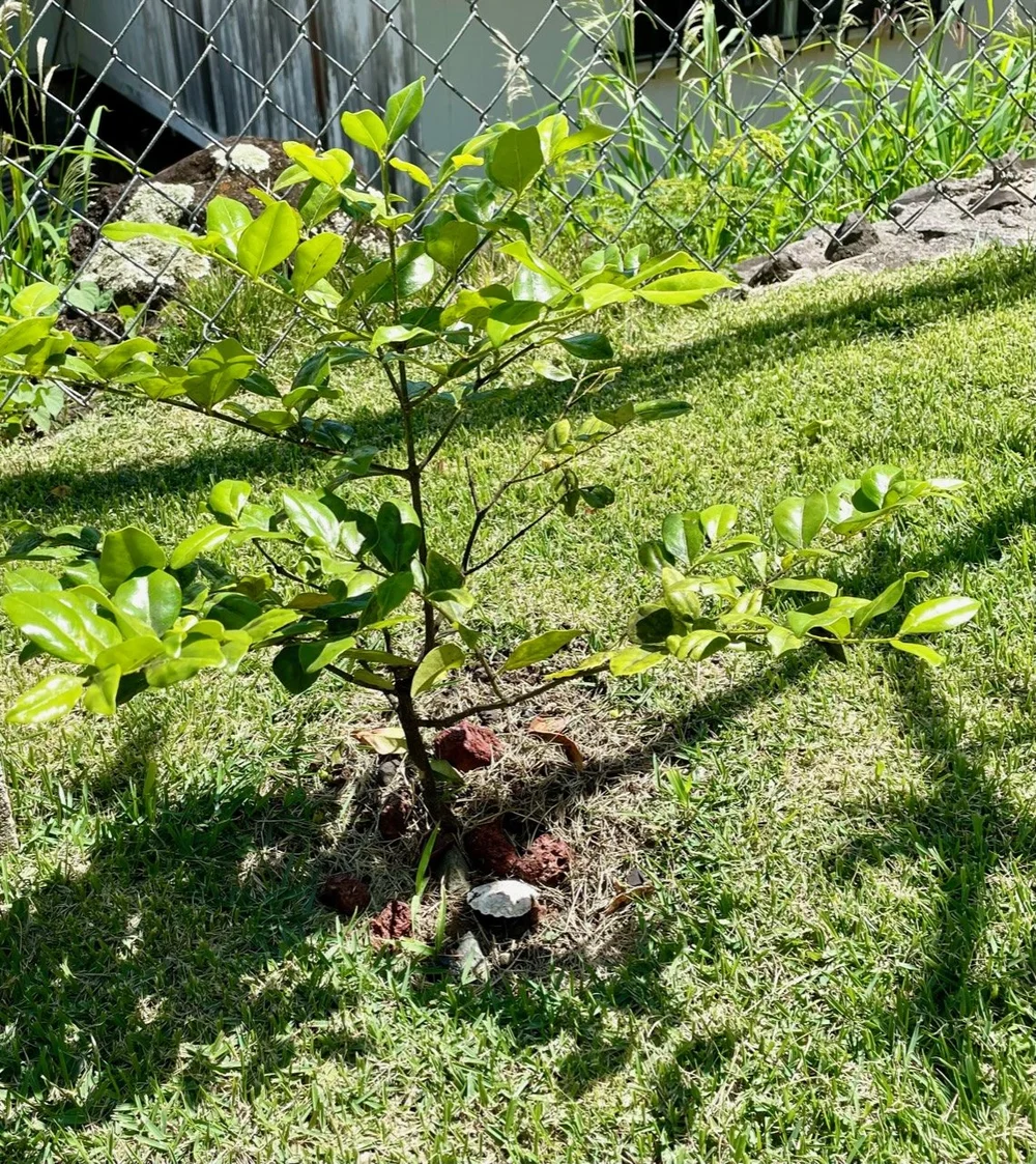 Get your free native plant for Native Plant Month — Sierra Club of Hawaiʻi