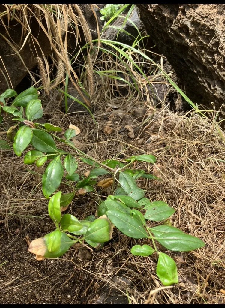 Get your free native plant for Native Plant Month — Sierra Club of Hawaiʻi
