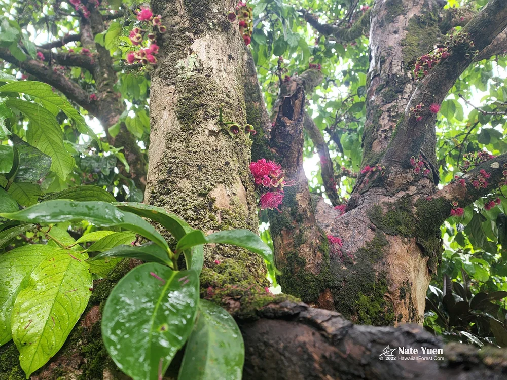 Nate’s Adventures: ‘Ōhi‘a ai in Bloom — Sierra Club of Hawaiʻi