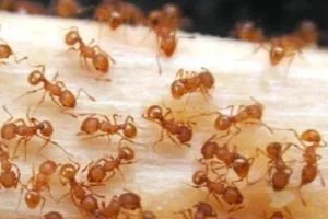 Little Fire Ants, invasive pest rules given new life — Sierra Club of ...