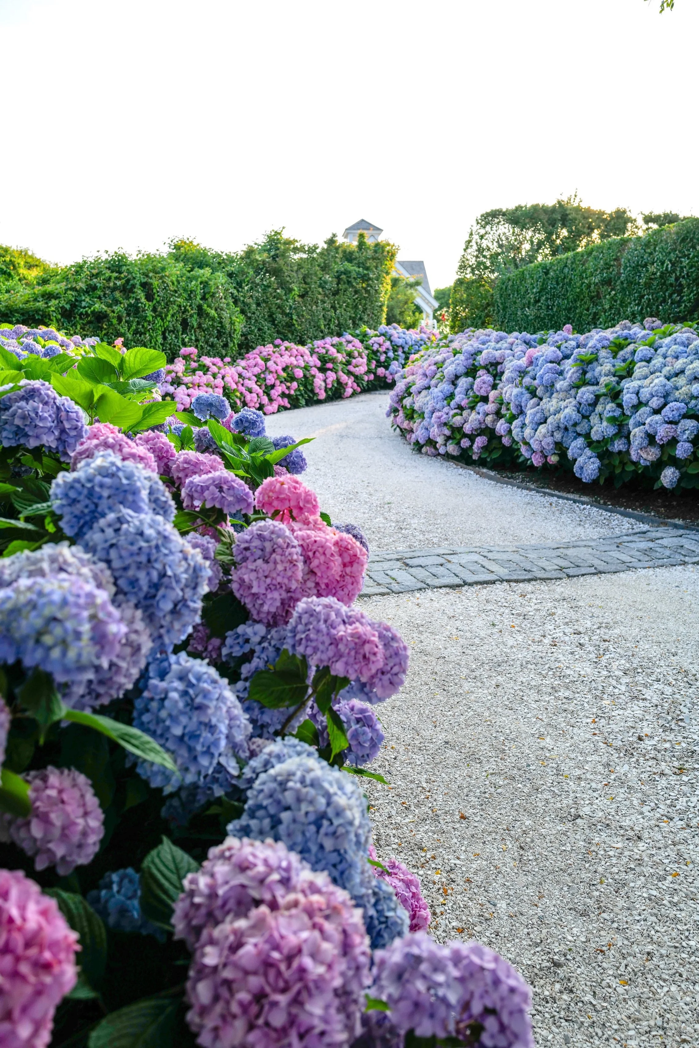 Your Hydrangea Questions Answered — anantucketsummer