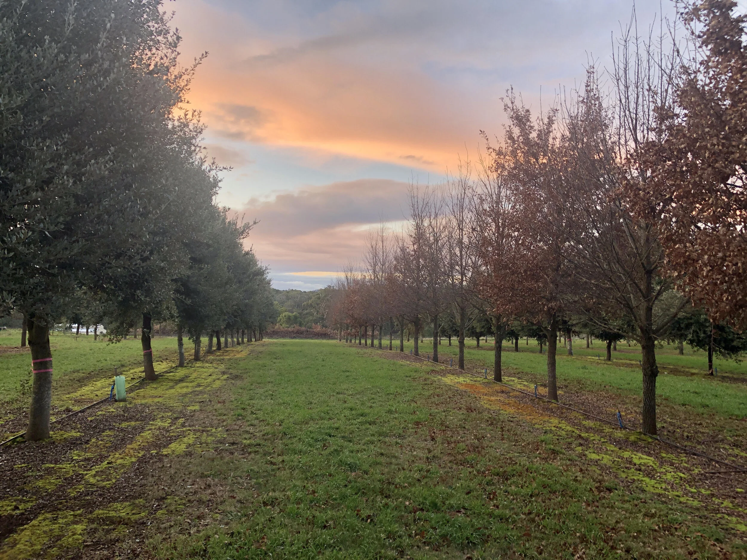 Events — Black Cat Truffles