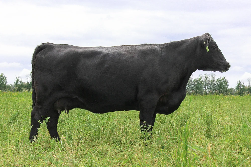 Ole Farms - Registered Red & Black Angus