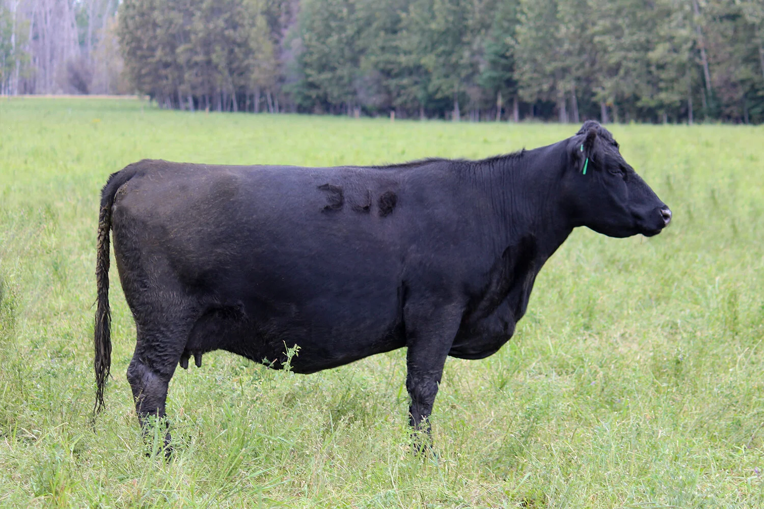 Ole Farms - Registered Red & Black Angus