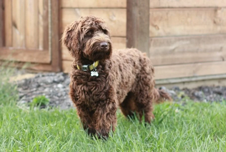 Pricing and Payment — Ohio Valley Labradoodles
