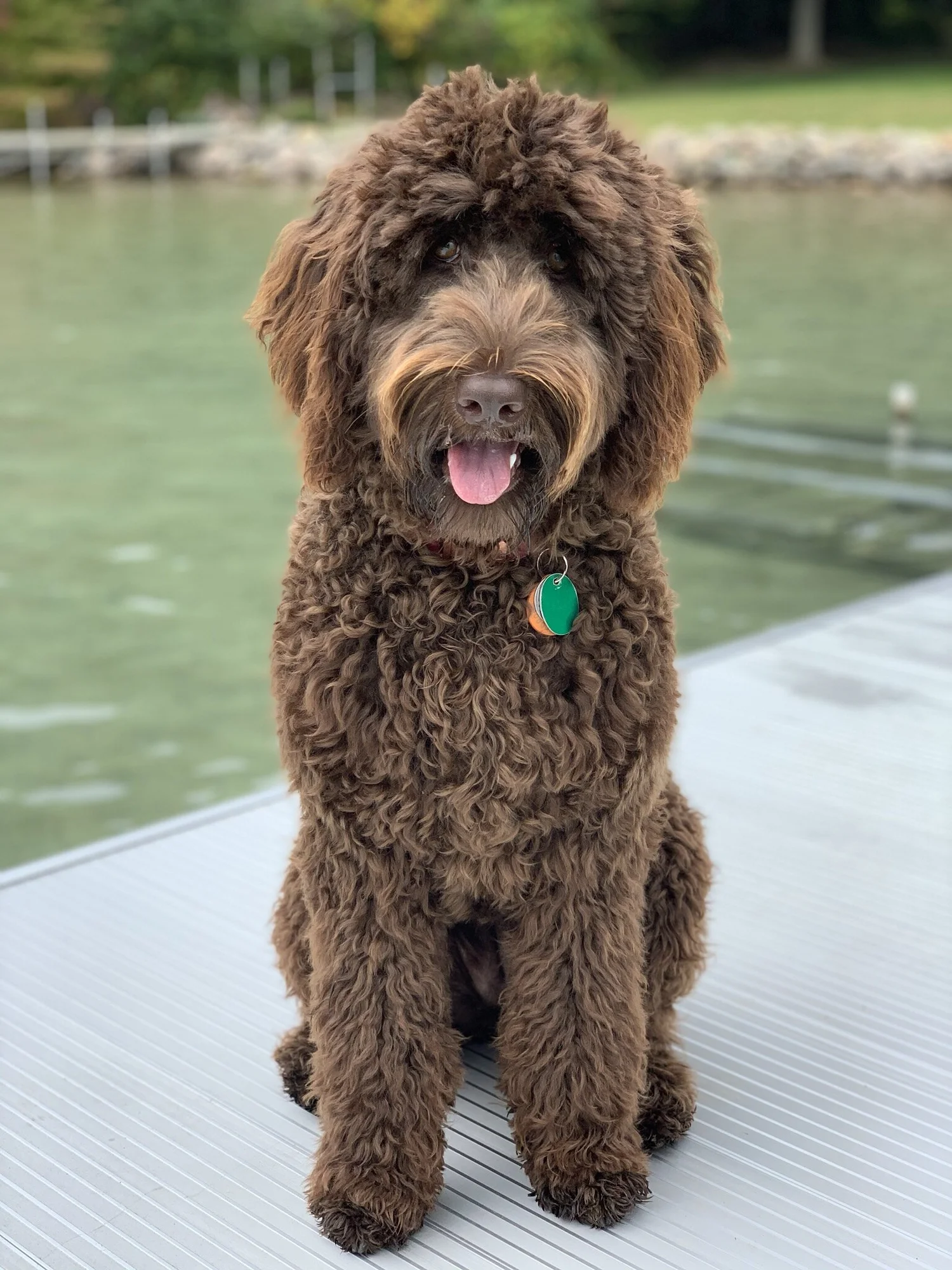 The Australian labradoodle Breed Standard and History — Ohio Valley ...