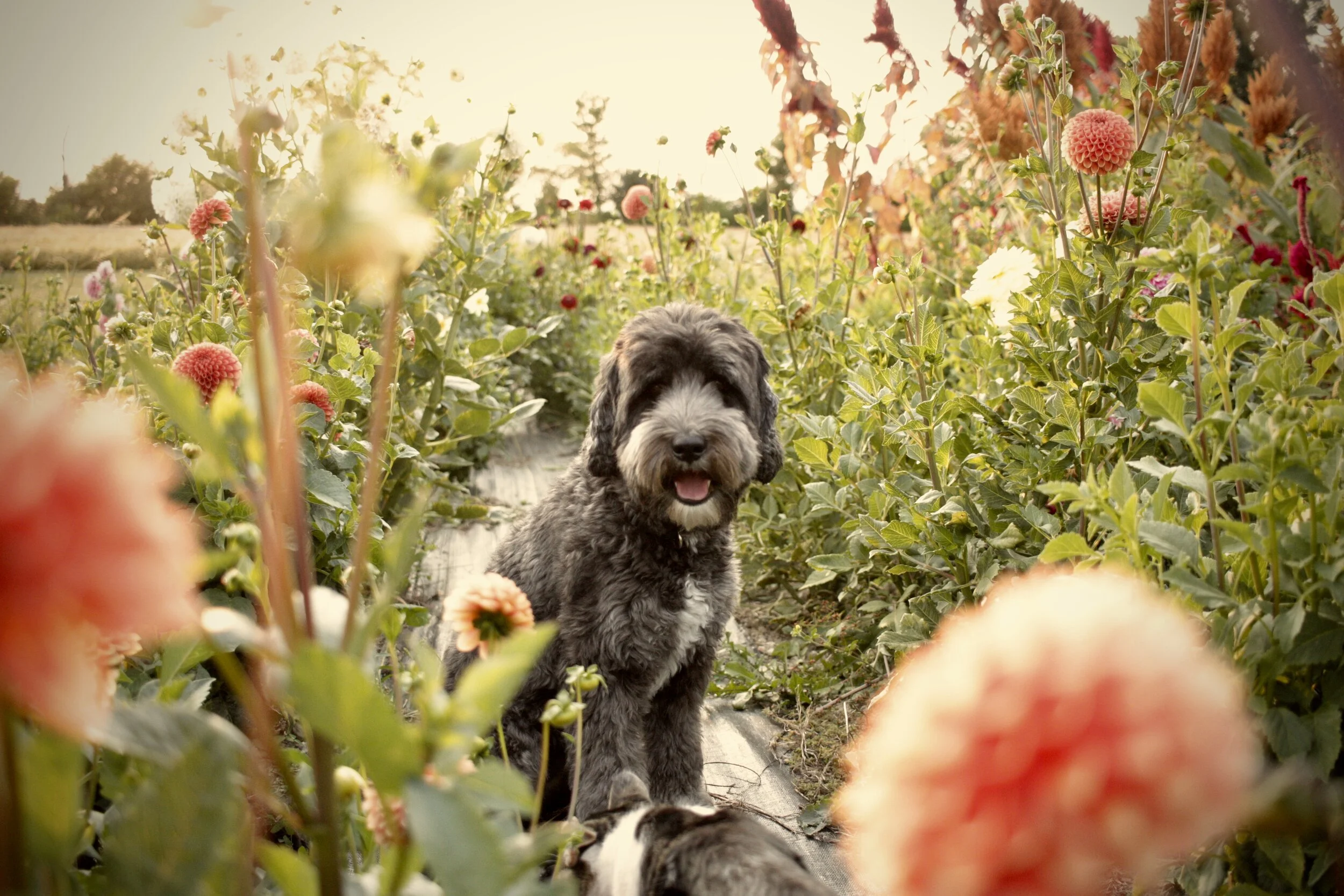 The Australian labradoodle Breed Standard and History — Ohio Valley ...