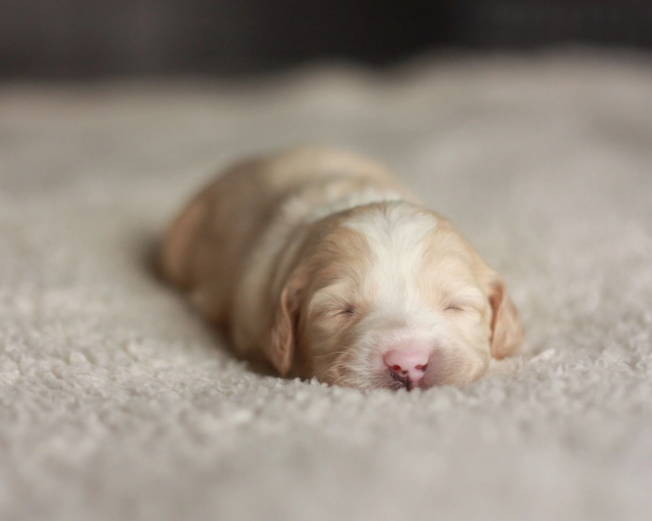 Reserve a Puppy — Ohio Valley Labradoodles