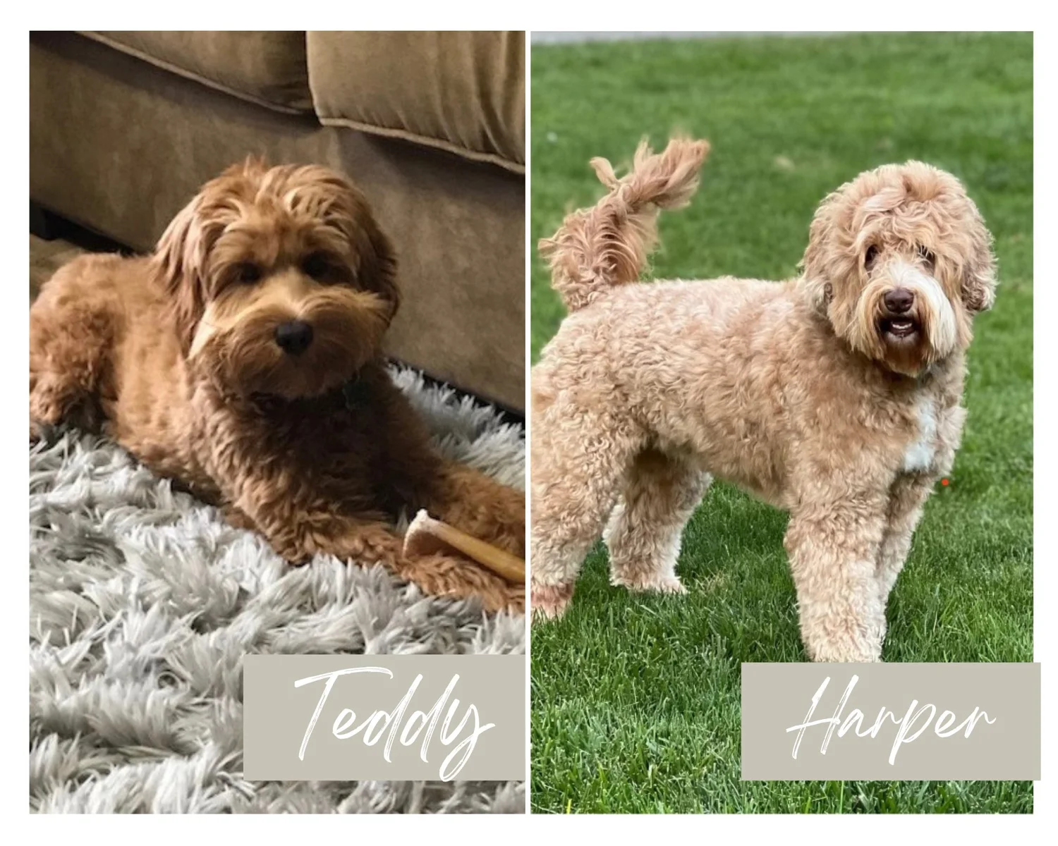 Upcoming Labradoodle Puppies — Ohio Valley Labradoodles
