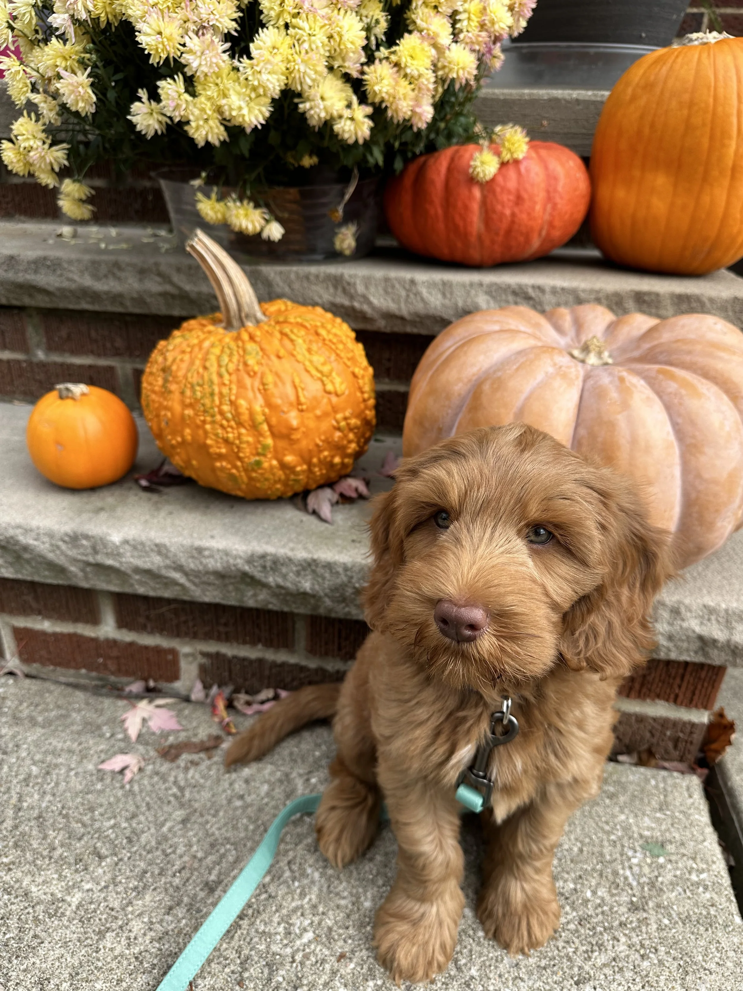 Ohio Valley Labradoodles
