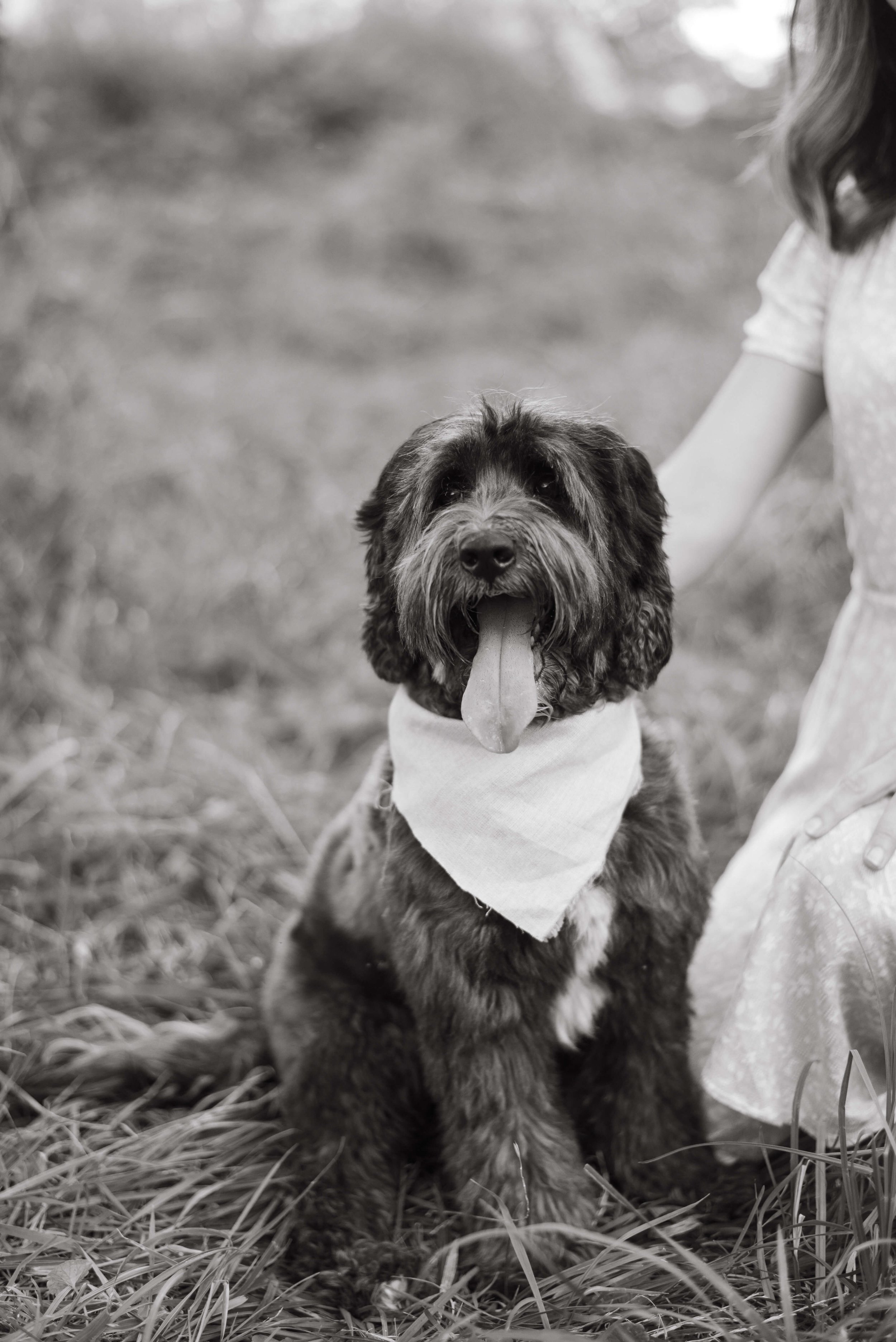 Ohio Valley Labradoodles