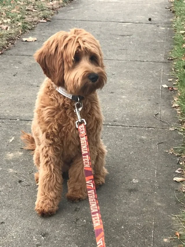 Teddy | Find Your Perfect Puppy Today — Ohio Valley Labradoodles