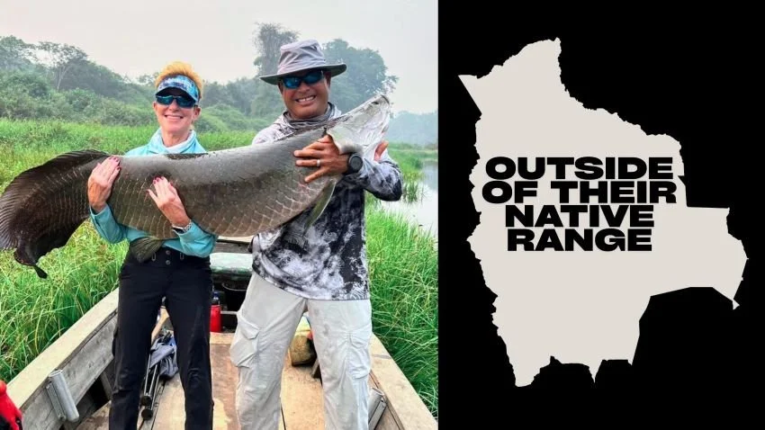 How Arapaima Arrived in Bolivia: History, Impact & Fishing for the ...