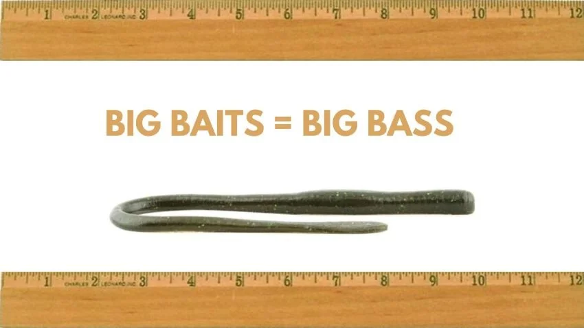 Giant Hunting With The Biggest Worms at Tackle Warehouse (Updated 2025 ...