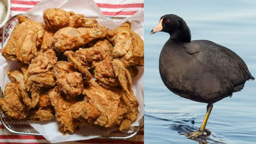 Rounding Up Nutria Rats -- Laissez les bons temps rouler — Half Past ...