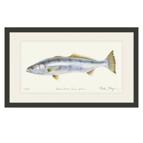 Ghost Hunting: Our First Experience with White Seabass — Half Past ...