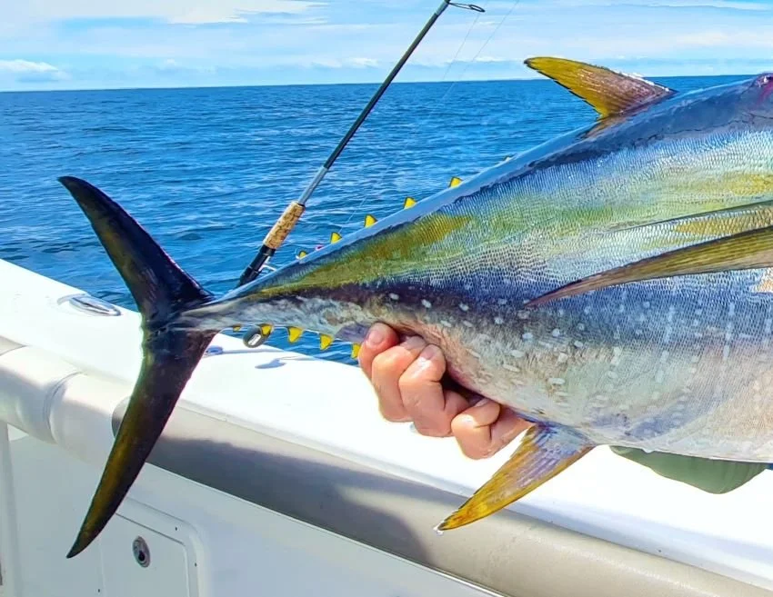 Who Doesn't Like a Piece of Tail? — Half Past First Cast