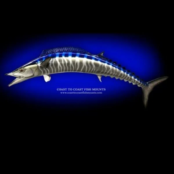 Wahoo Fish Replicas – Celebrate Your Catch with Stunning Trophy Mounts ...