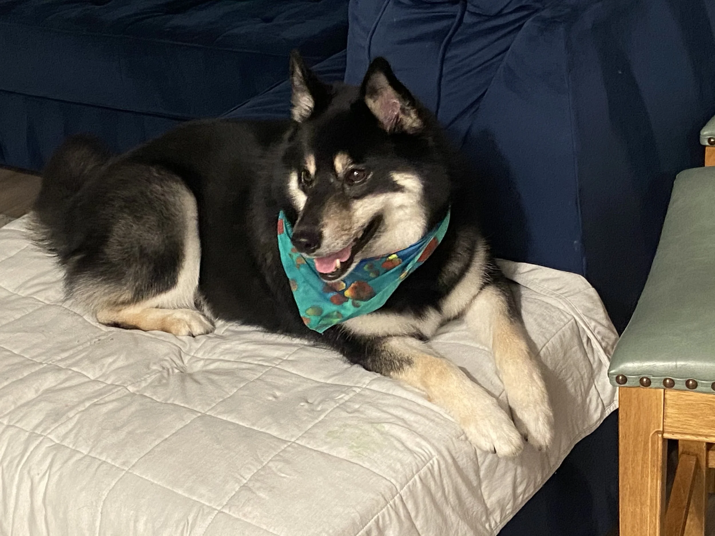 Adopt a Pomsky! — APKC