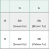 Understanding Canine Genetics — APKC