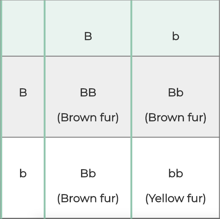 Understanding Canine Genetics — APKC