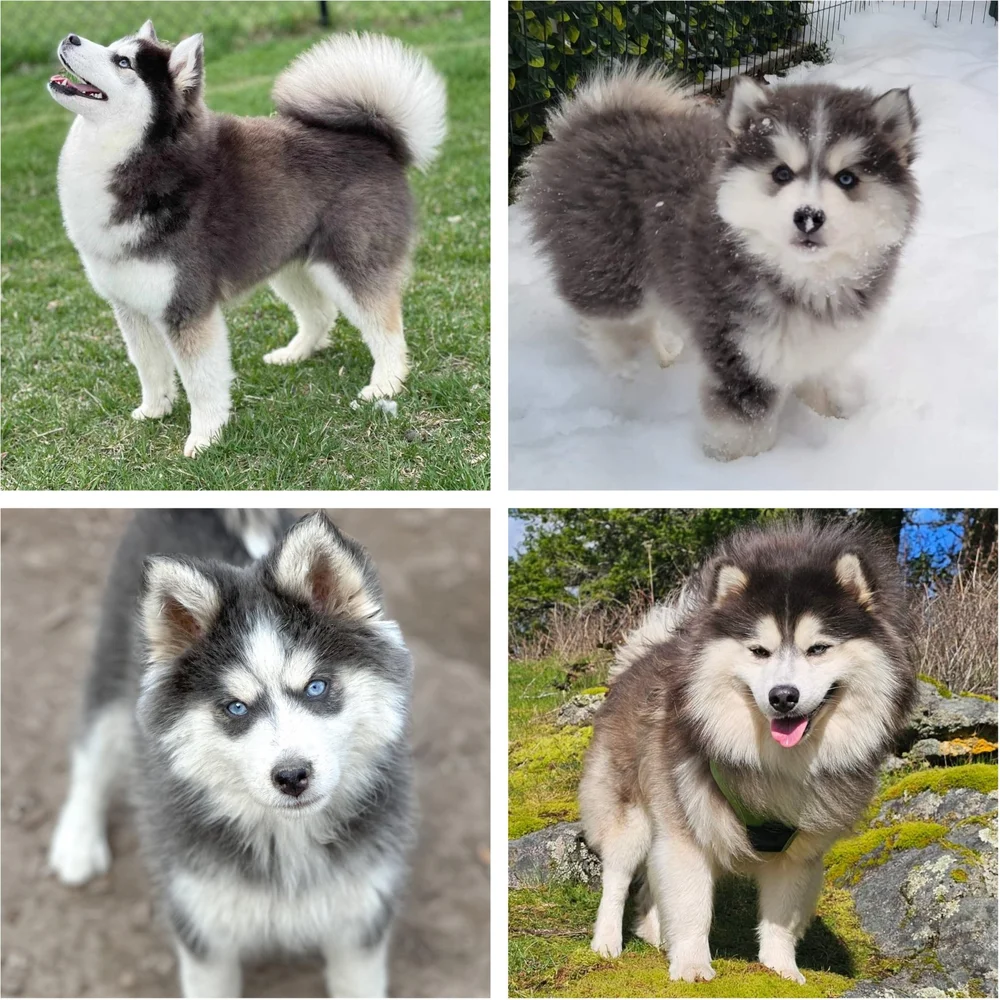 APKC® Breed Standard - Colors — APKC