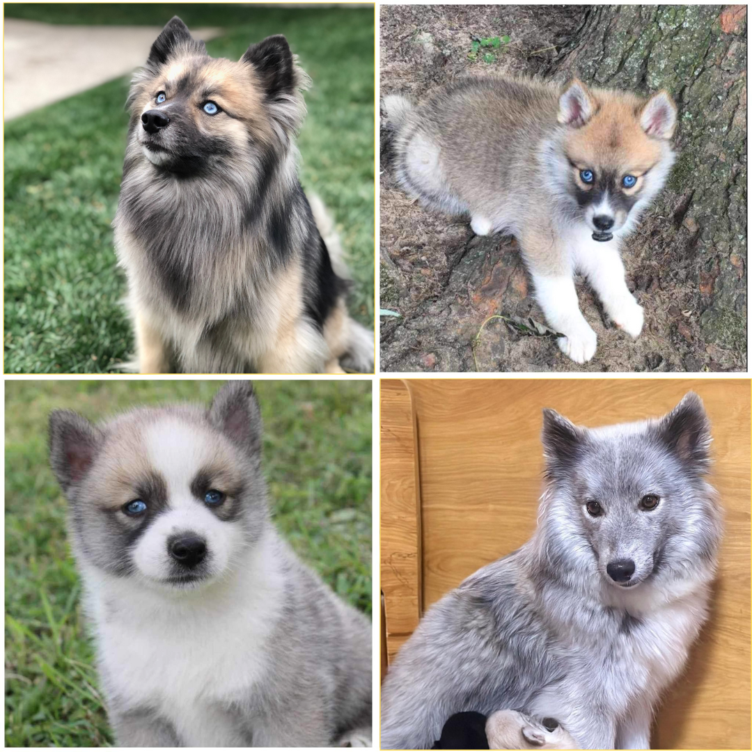 APKC® Breed Standard - Colors — APKC