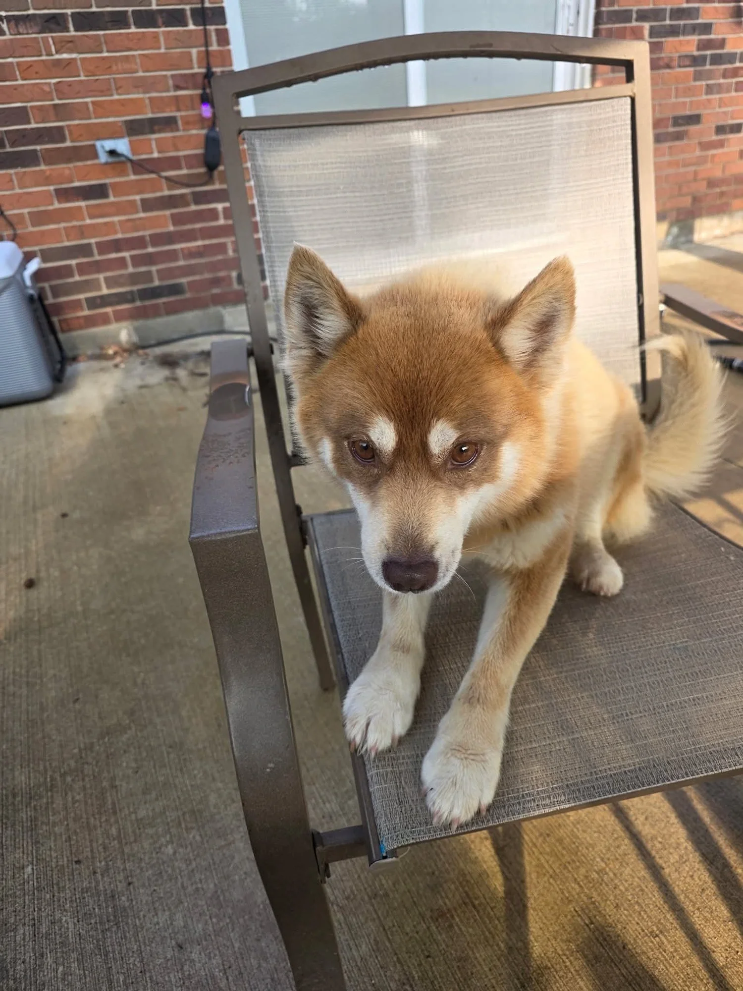 Adopt a Pomsky! — APKC