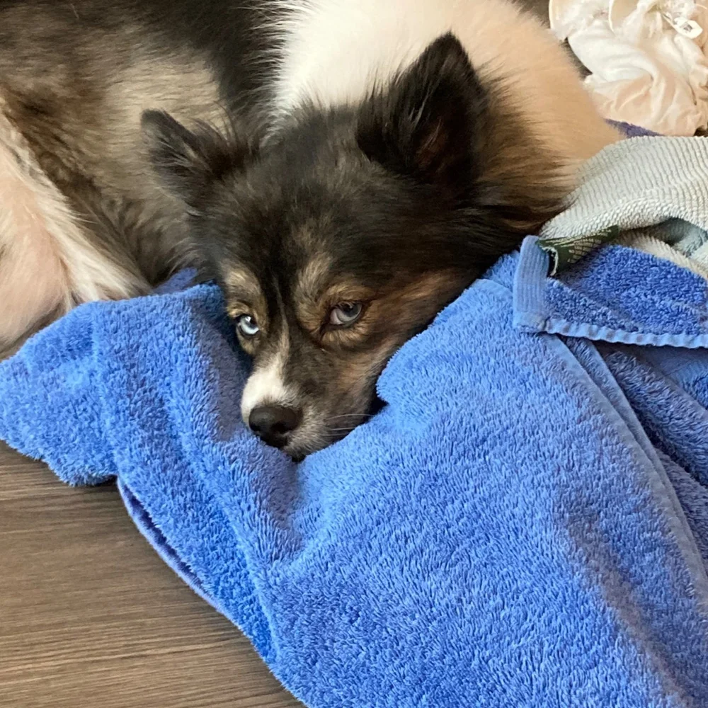 Adopt a Pomsky! — APKC