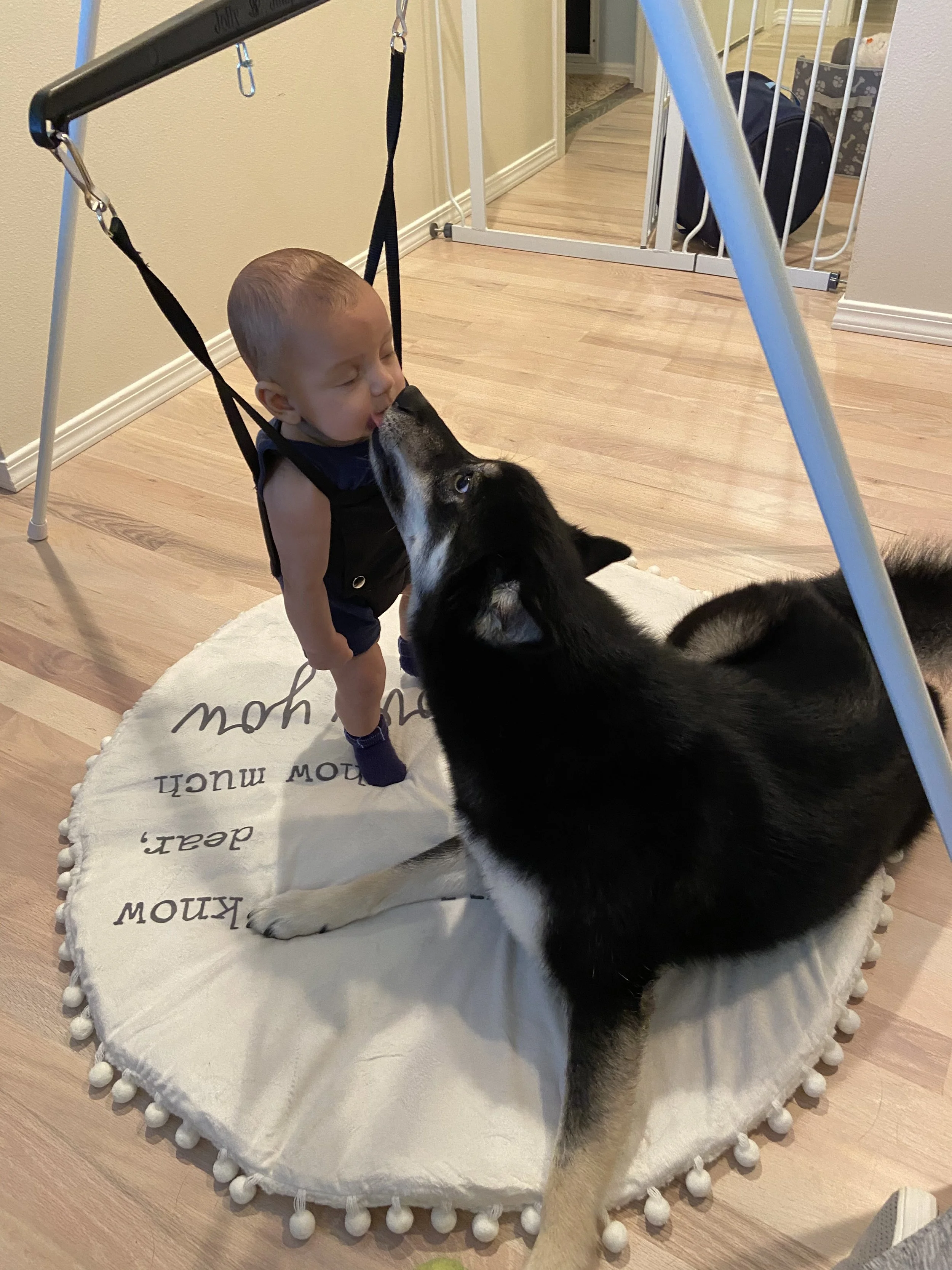 Adopt a Pomsky! — APKC