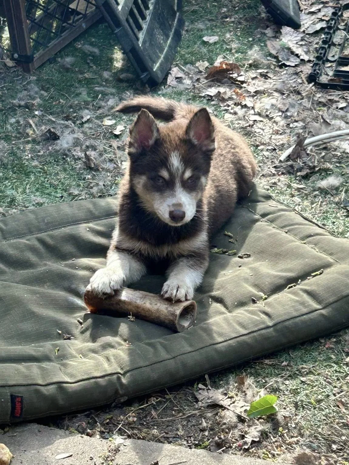 Adopt a Pomsky! — APKC