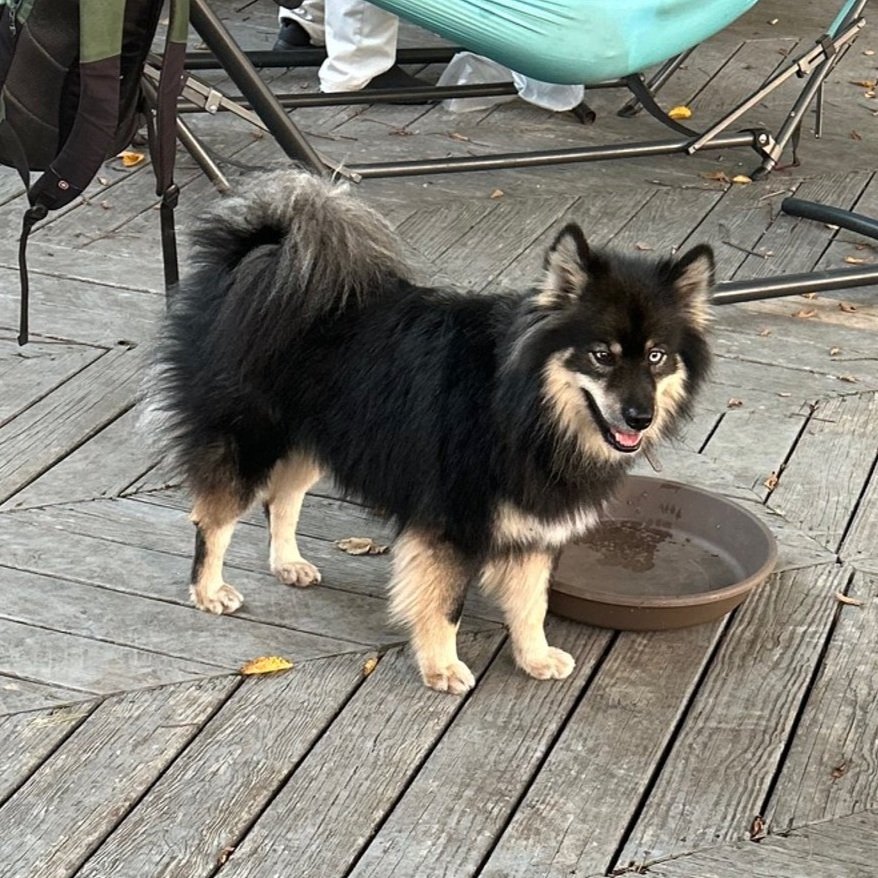 Adopt a Pomsky! — APKC