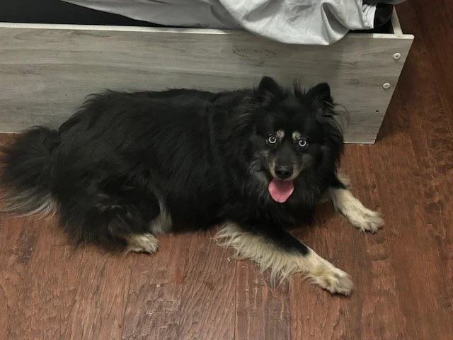 Adopt a Pomsky! — APKC