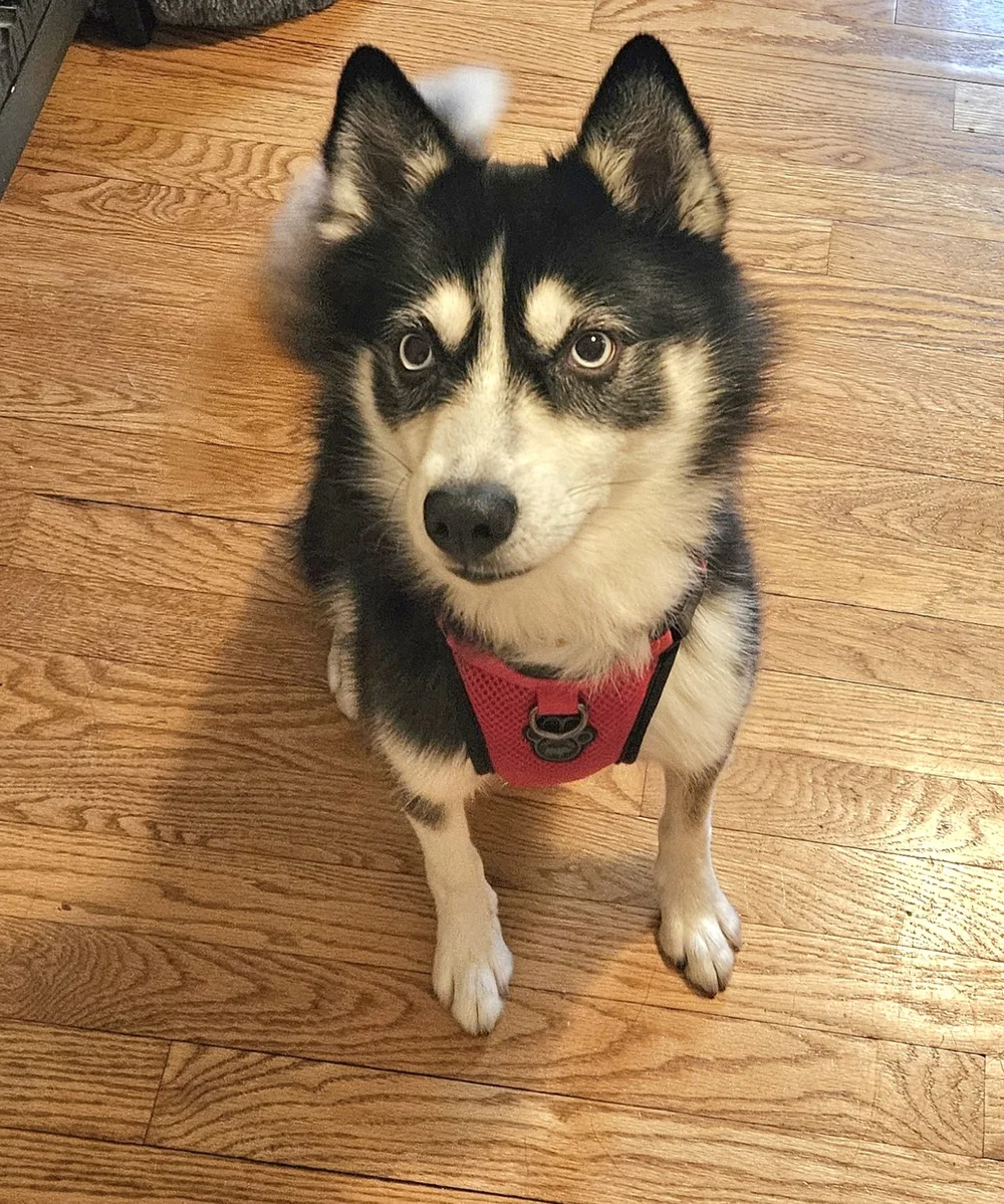 Adopt a Pomsky! — APKC