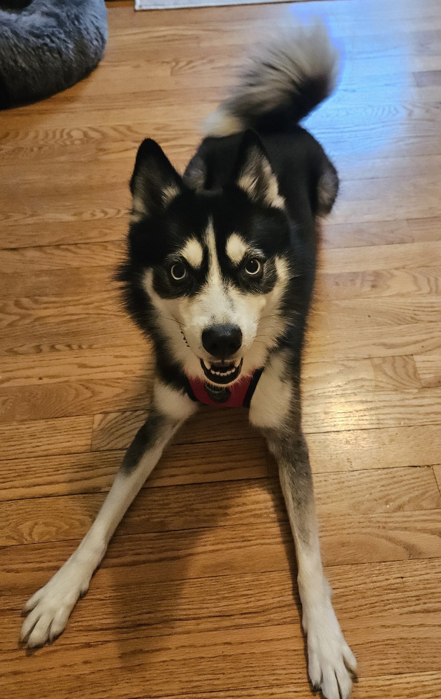 Adopt a Pomsky! — APKC