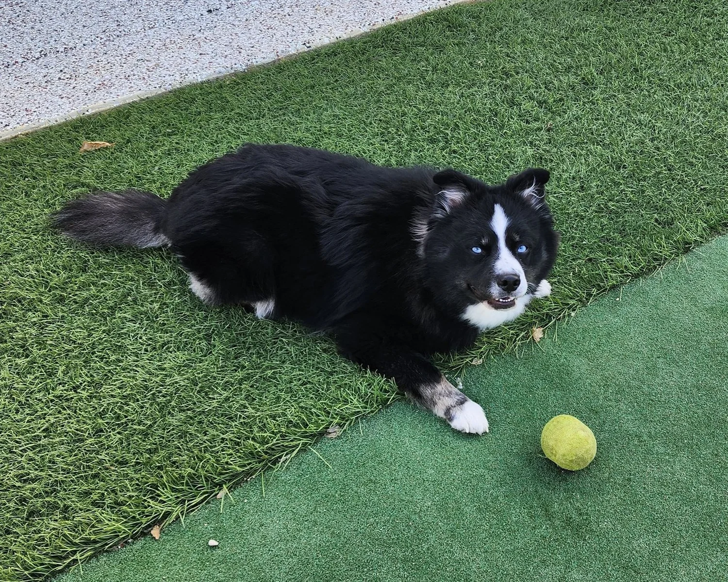 Adopt a Pomsky! — APKC
