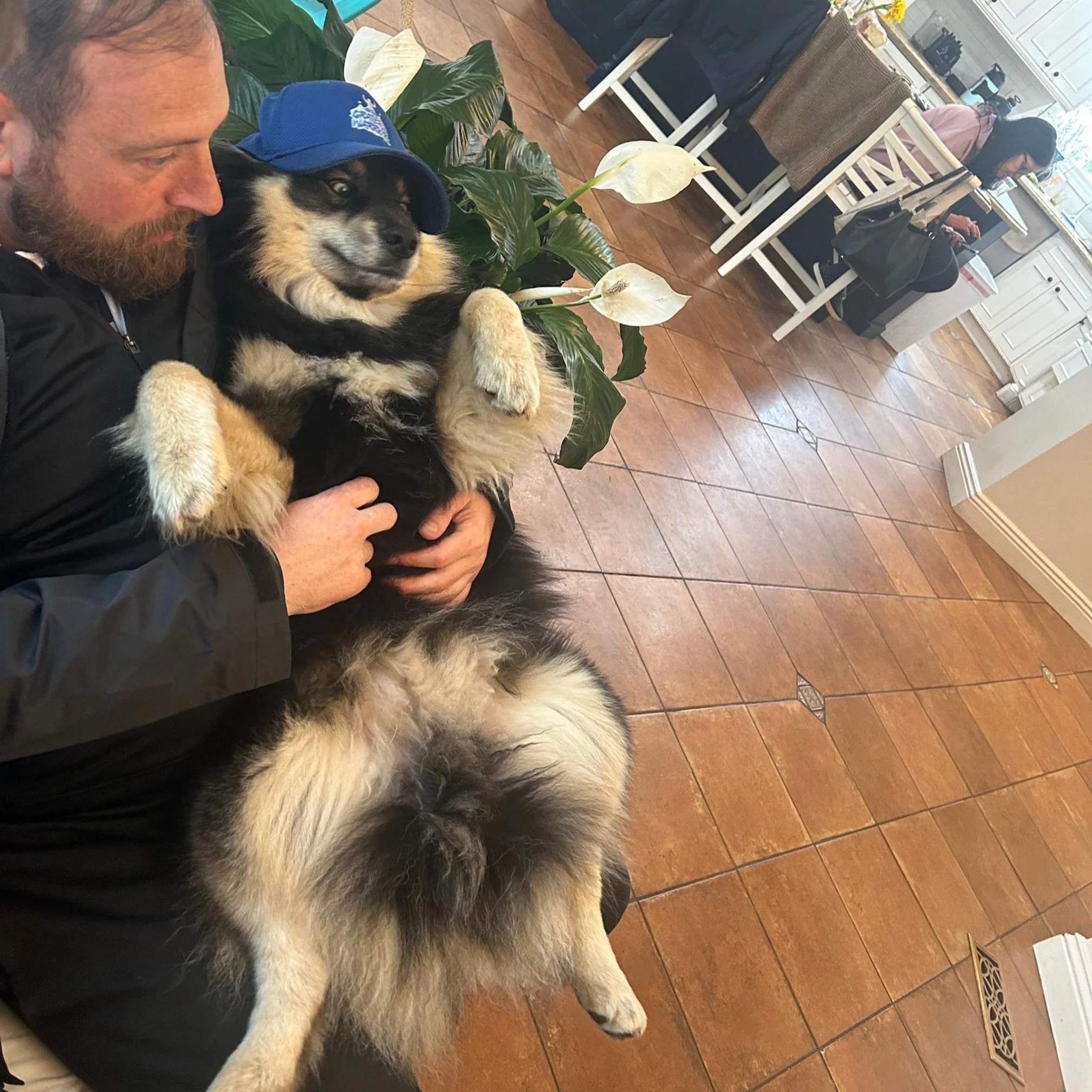 Adopt a Pomsky! — APKC