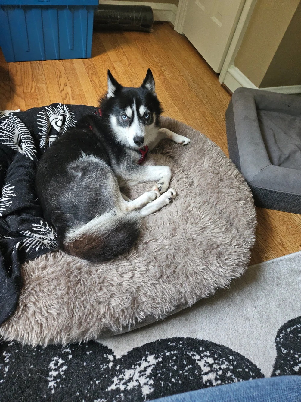 Adopt a Pomsky! — APKC