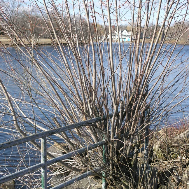 Research & Publications — Peter Del Tredici